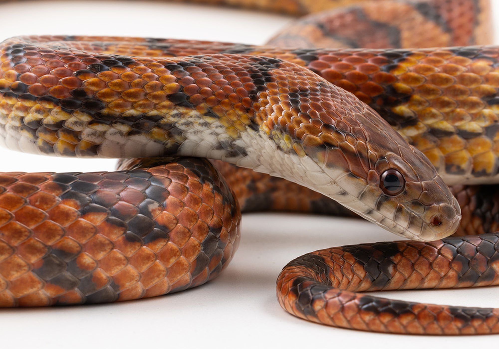 How Do Snakes Move Without Legs? | Smithsonian Voices | National Zoo ...