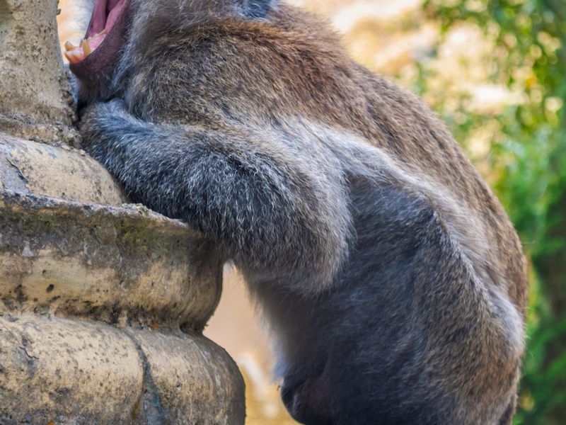 Yawning Monkey | Smithsonian Photo Contest | Smithsonian Magazine