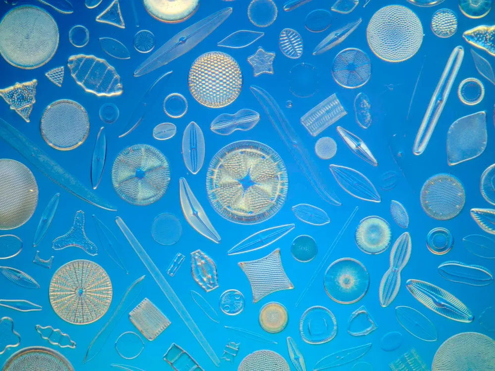diatom microscope art