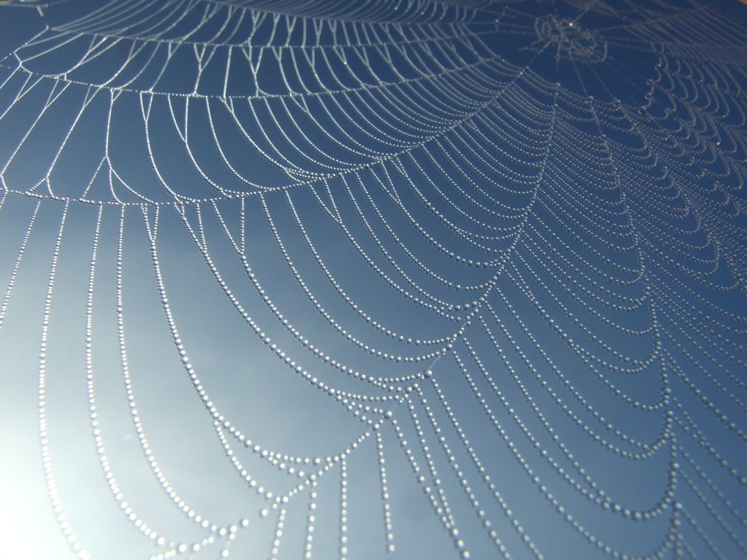 Spiderweb | Smithsonian Photo Contest | Smithsonian Magazine