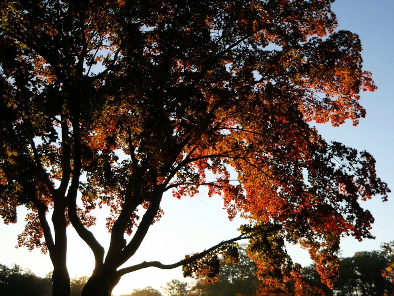 Japanese Maple Sunrise | Smithsonian Photo Contest | Smithsonian Magazine