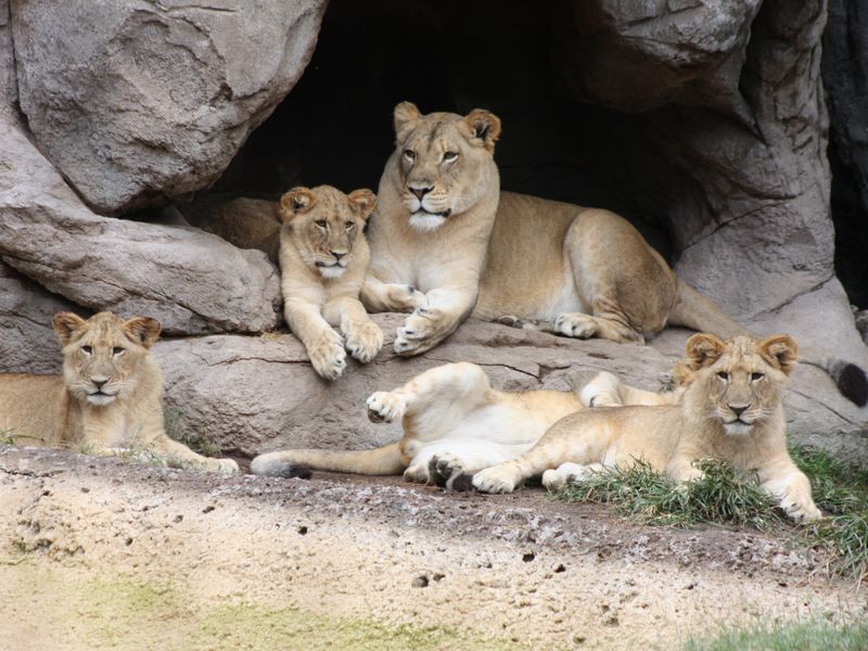 baby lions with mom | Smithsonian Photo Contest | Smithsonian Magazine