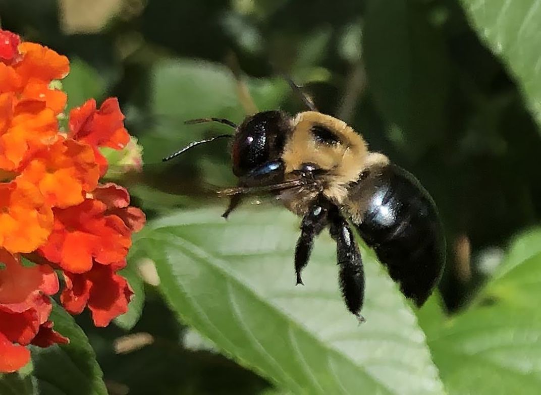 Bumble bee in glowers | Smithsonian Photo Contest | Smithsonian Magazine