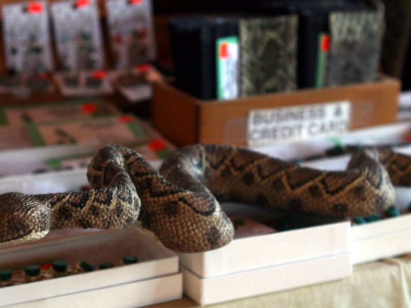 Rattlesnake Houses For Sale at Landon Artis blog