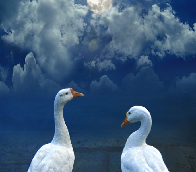 It is the story of two swan. The imaginary photograph shows love making ...