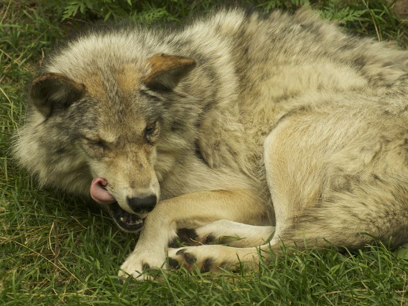Hungry Wolf | Smithsonian Photo Contest | Smithsonian Magazine