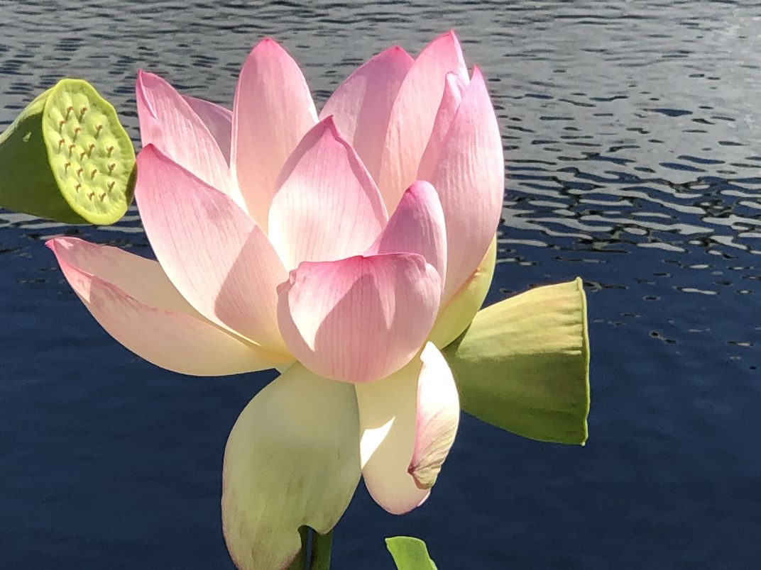 Lotus | Smithsonian Photo Contest | Smithsonian Magazine