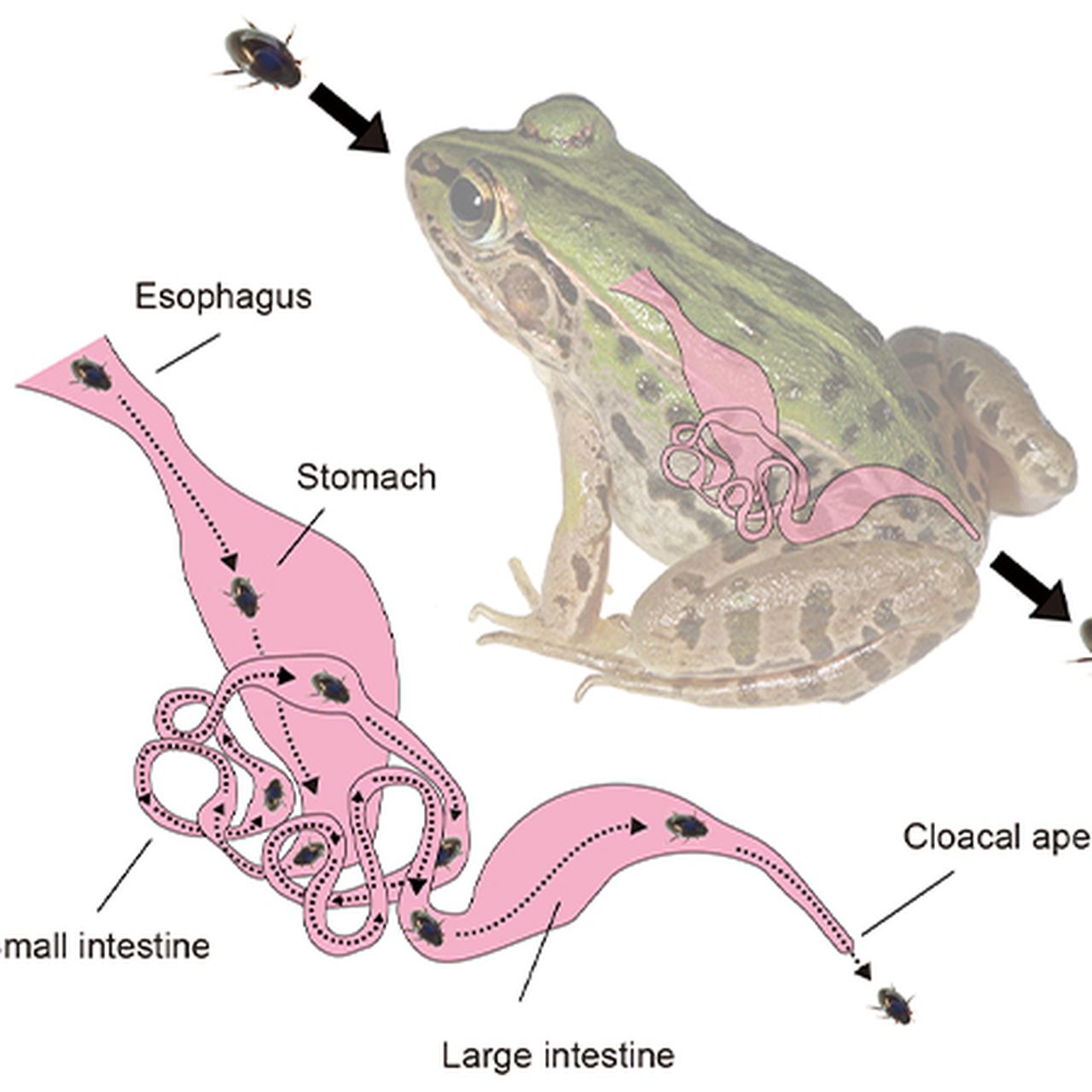 frog digestive