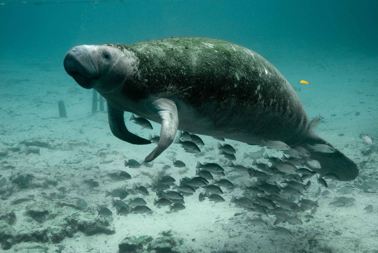 Florida Manatee Found With 'Trump' Written on Its Back | Smithsonian