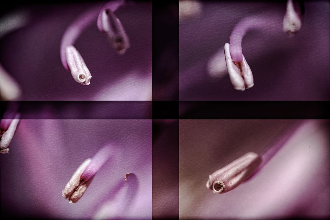 The attack of the Alien pods | Smithsonian Photo Contest | Smithsonian ...