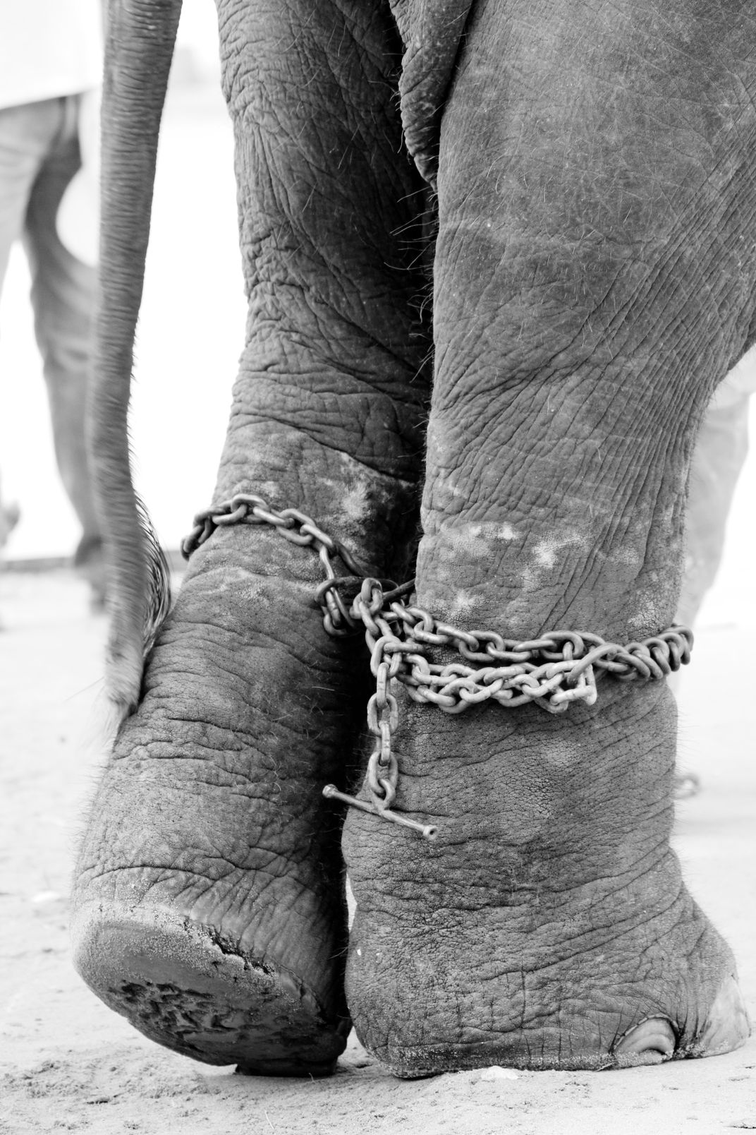 feet of a tamed elephant near a hindu kovil. feet are locked with ...