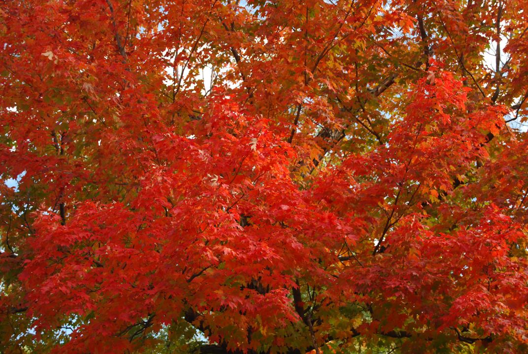 Fall foliage exploding against a blue sky. | Smithsonian Photo Contest ...