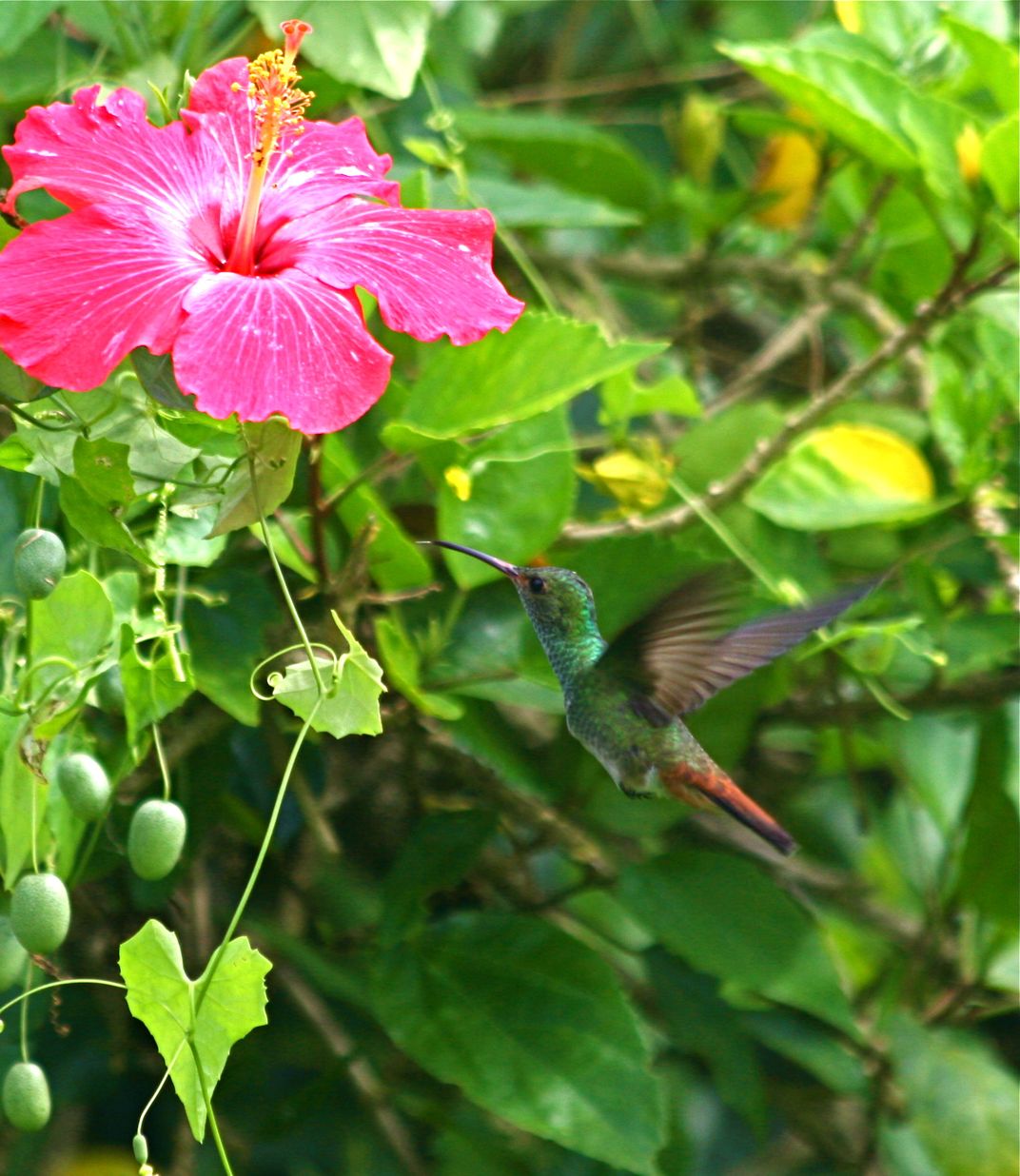 Rufous-tailed Hummmingbird in Panama. | Smithsonian Photo Contest ...