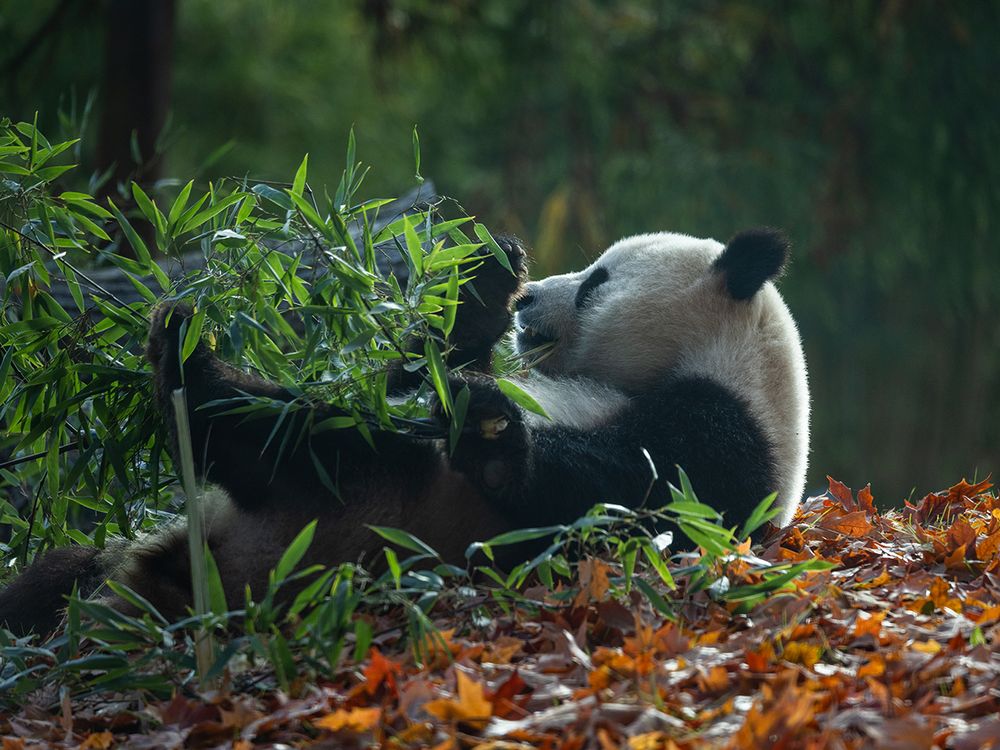 To Keep the National Zoo’s Pandas Satisfied, Staff Prepare an Endless ...