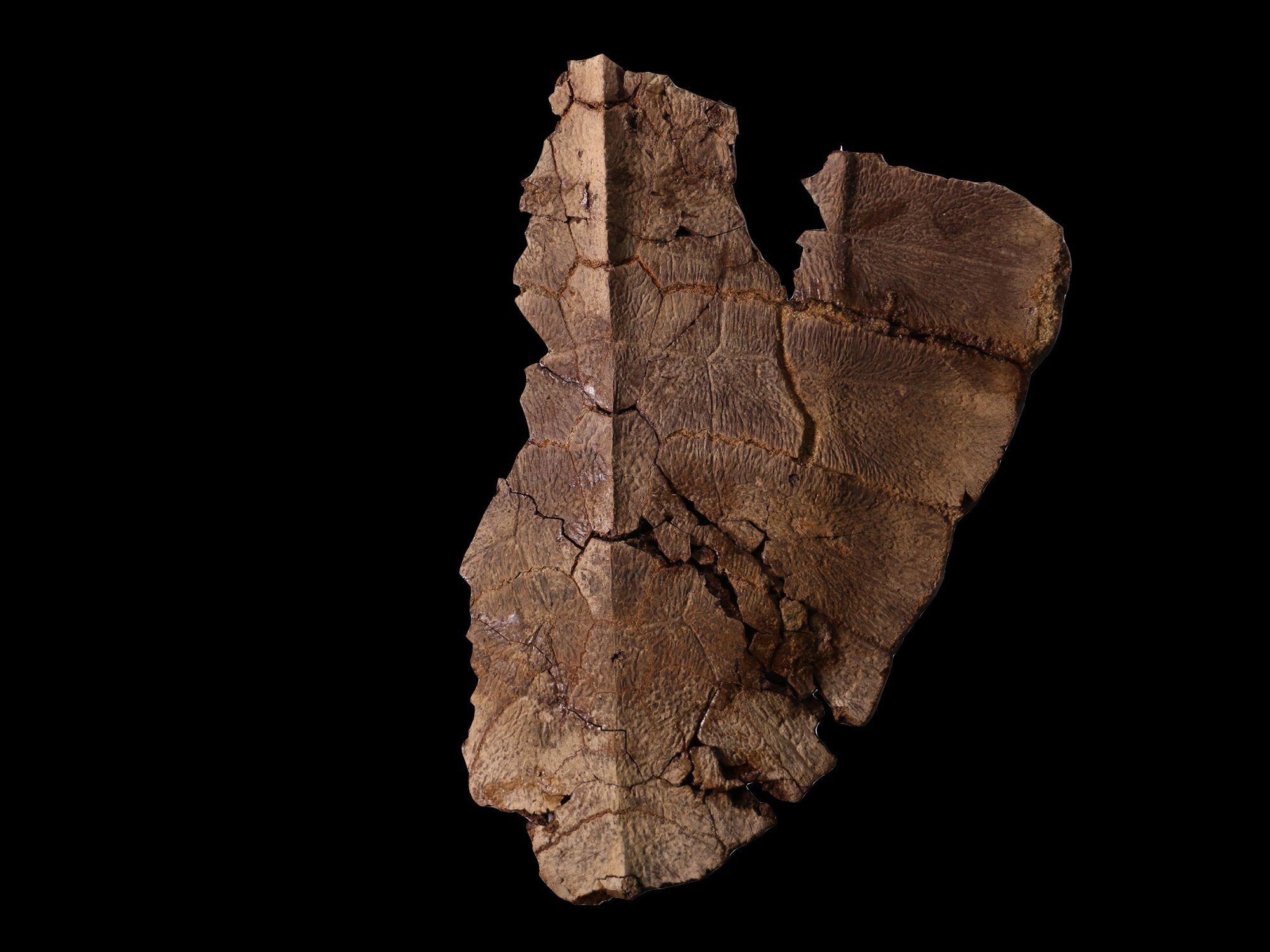 A Turtle Time Capsule: DNA Found in Ancient Shell | Smithsonian Voices ...