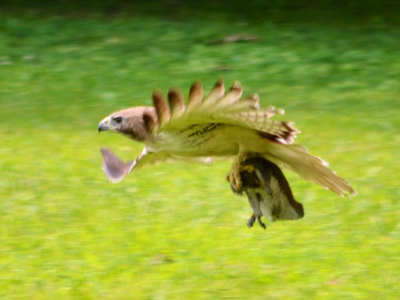 Redtailed Hawk with prey | Smithsonian Photo Contest | Smithsonian Magazine