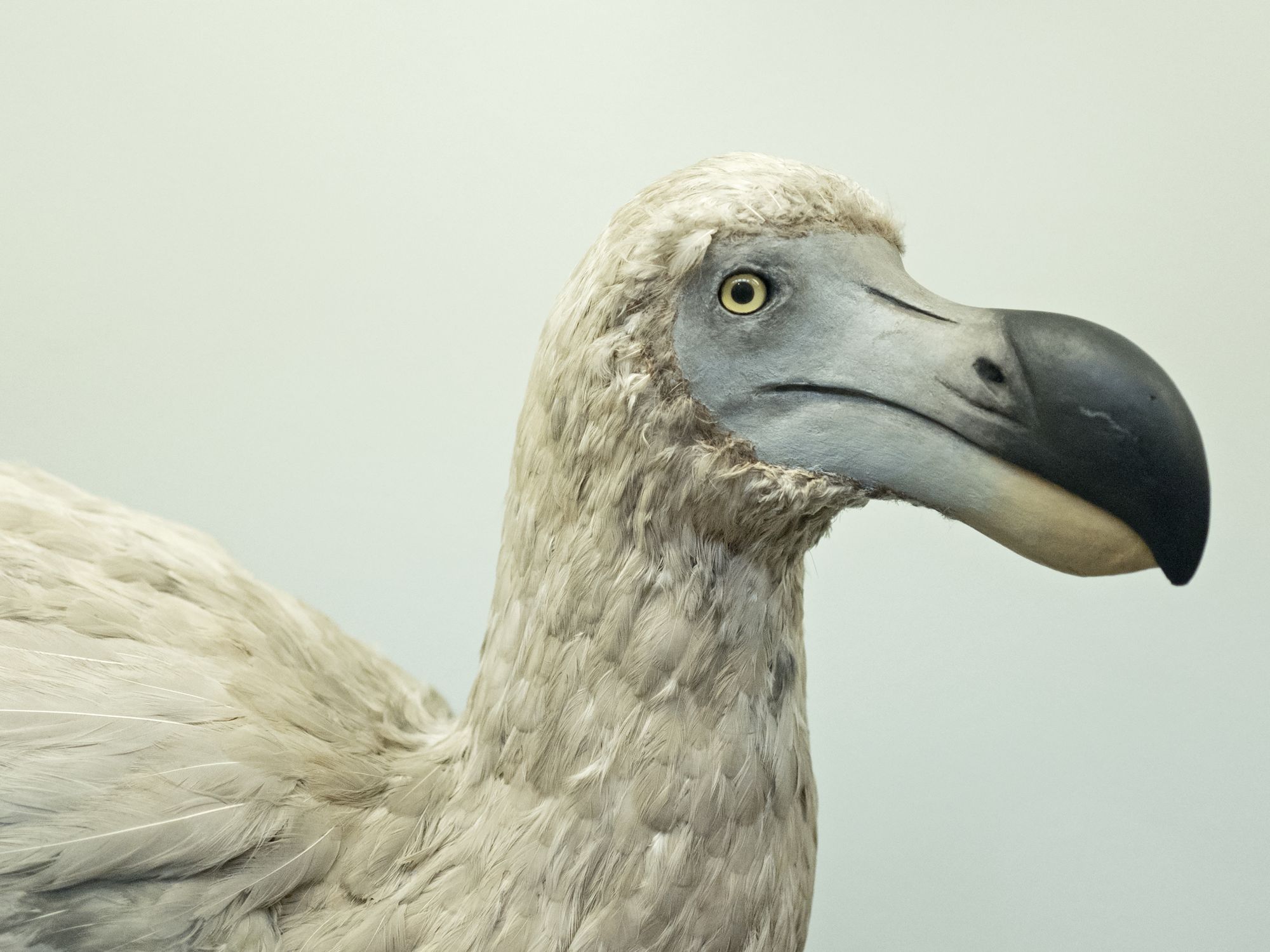 This Company Wants to Bring the Dodo Back From Extinction