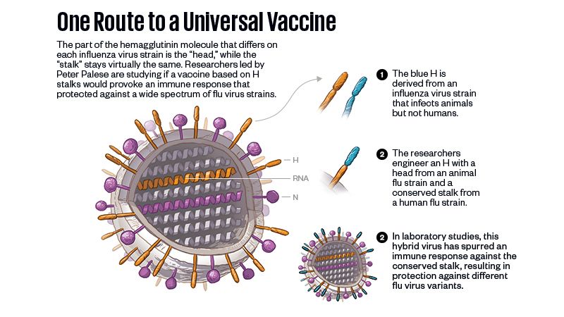 human flu virus
