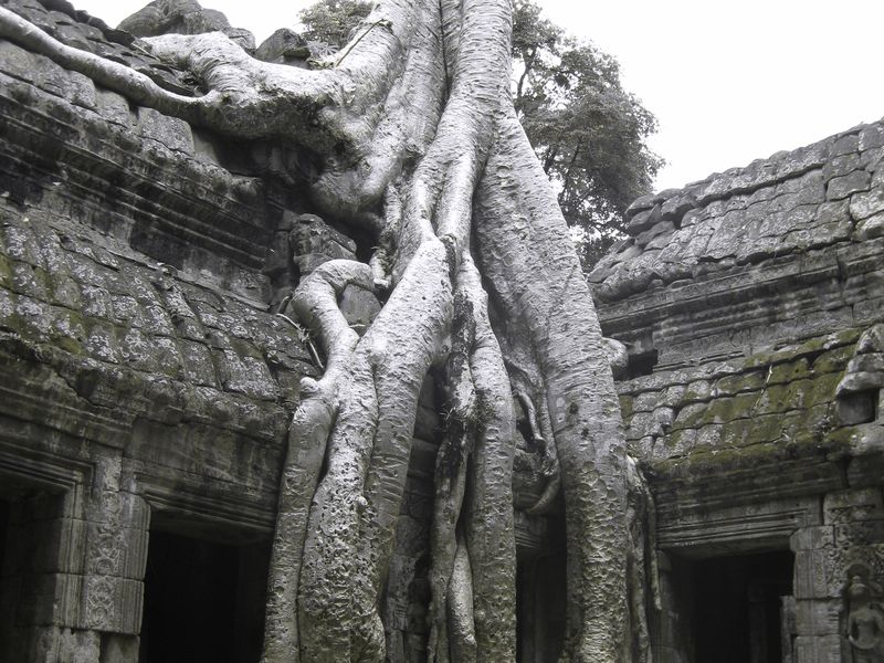 Trees overpowering Angkor Wat | Smithsonian Photo Contest | Smithsonian ...