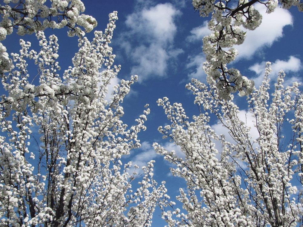 Spring emerging | Smithsonian Photo Contest | Smithsonian Magazine