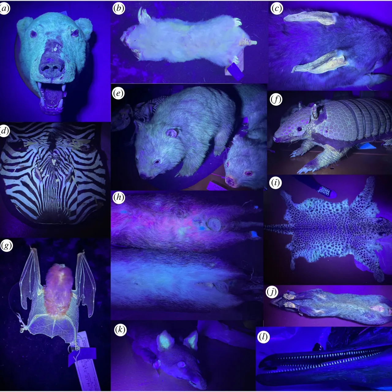 glowing animals list