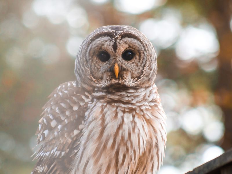 Starring into the eyes of a barred owl | Smithsonian Photo Contest ...