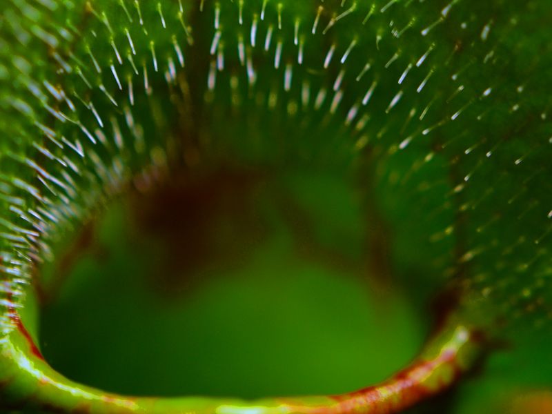 The captivating wonders of the Northern Pitcher Plant await, just take ...