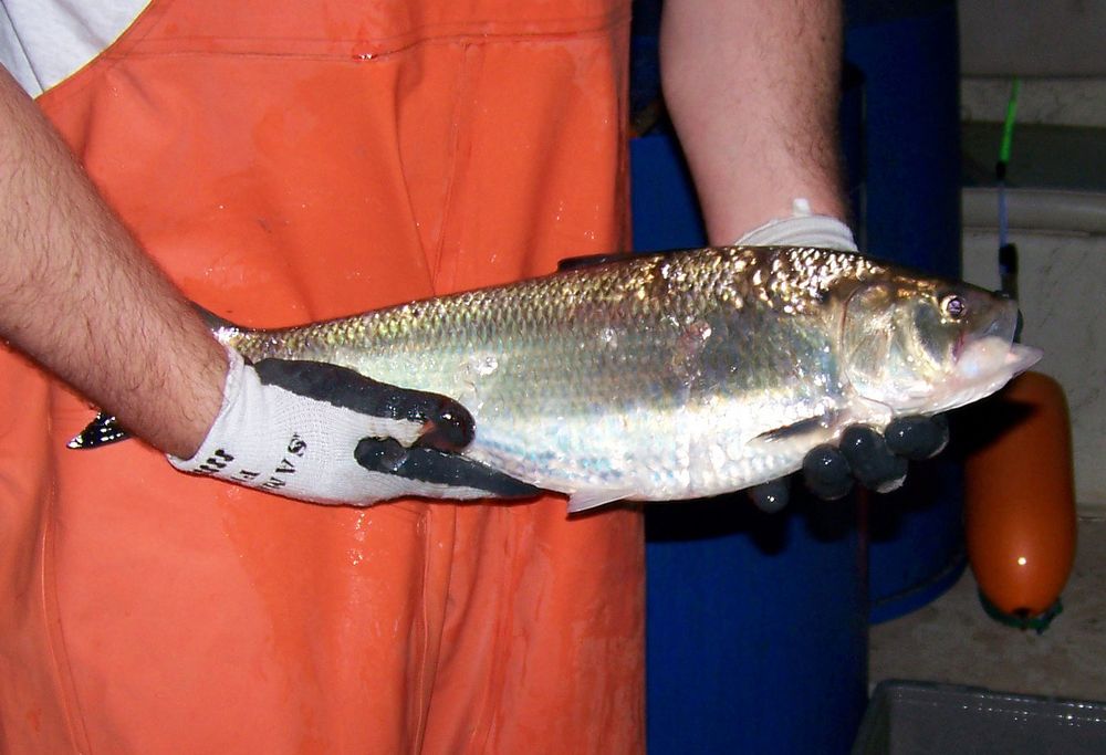 A Fish Prized Among King Henry's III's Court Could Soon Swim Back Into ...