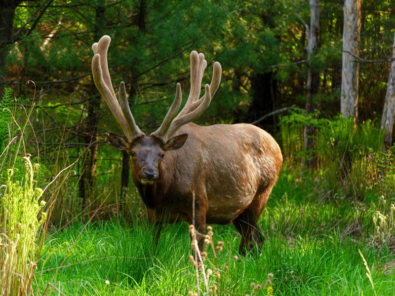 An Elk Eating In Its Habitat | Smithsonian Photo Contest | Smithsonian ...