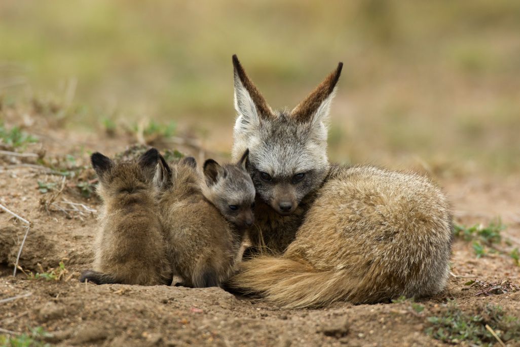 bat eared fox behavior