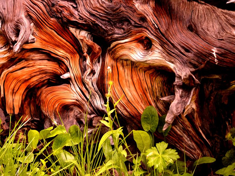 Tree Legacy | Smithsonian Photo Contest | Smithsonian Magazine