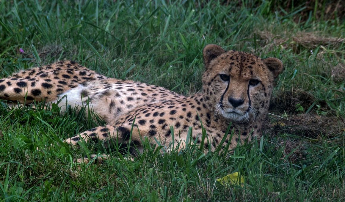 National Zoo and Conservation Biology Institute Blog | Smithsonian Magazine