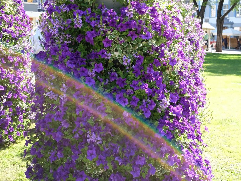 A rainbow reflecting onto a bush | Smithsonian Photo Contest ...