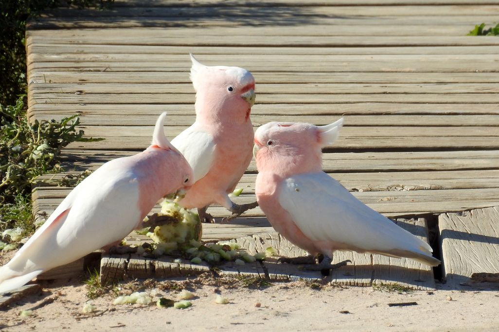 Think You Can Dance? Check Out These Cockatoos. Research Finds the ...