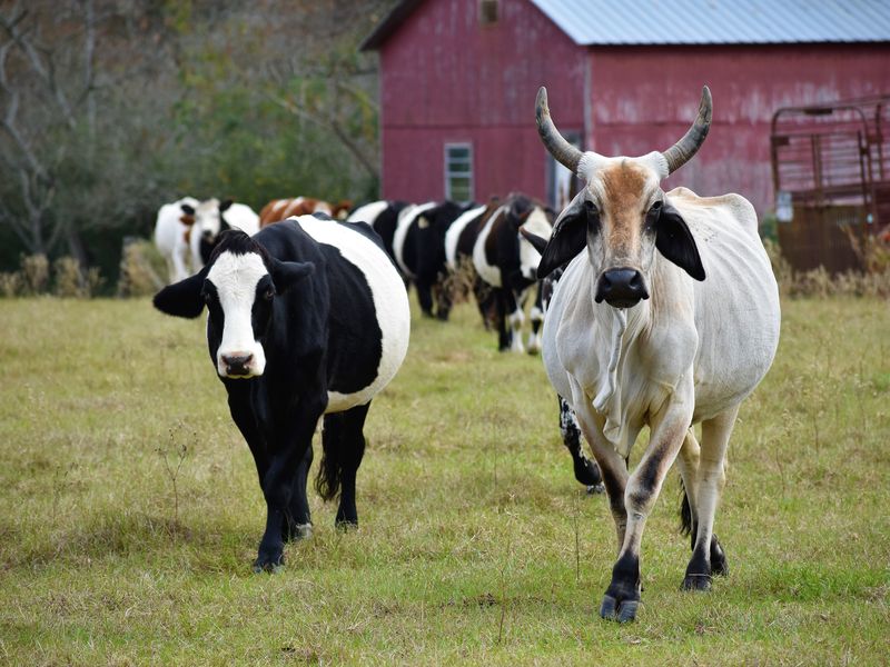 Big Mama | Smithsonian Photo Contest | Smithsonian Magazine