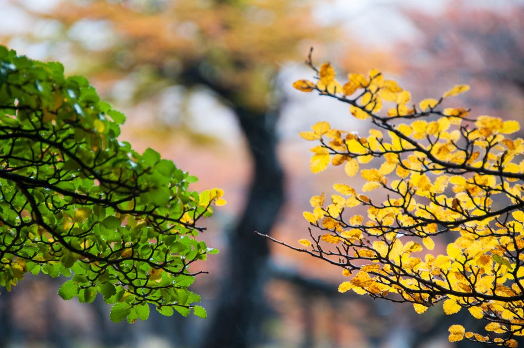 Sexy Tree | Smithsonian Photo Contest | Smithsonian Magazine