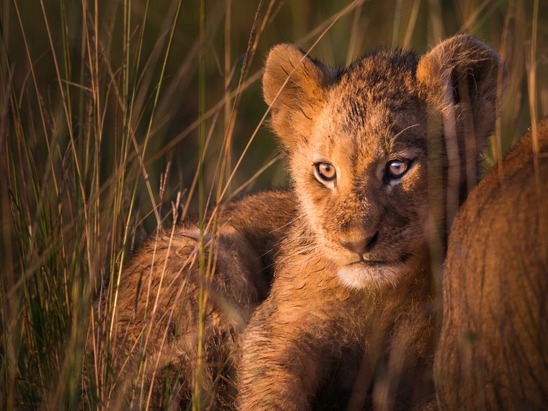 Golden Cub | Smithsonian Photo Contest | Smithsonian Magazine