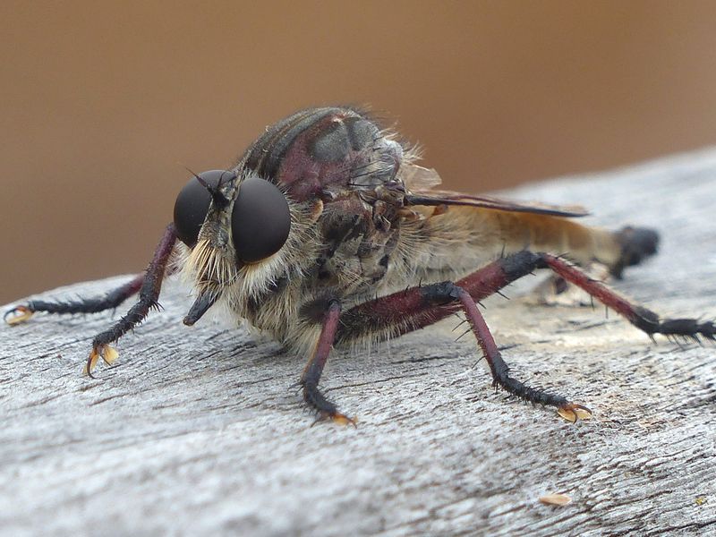 Insect, unknown species, evil looking | Smithsonian Photo Contest ...