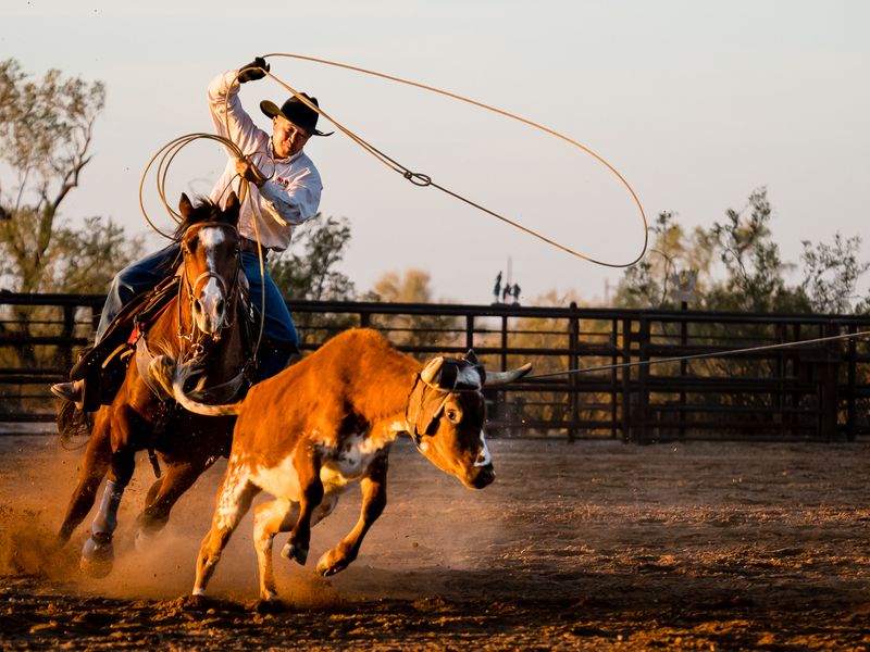 Skilled cowboys round-up cow in rodeo | Smithsonian Photo Contest ...