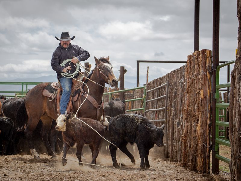 Cowboy roping a calf at a spring branding. | Smithsonian Photo Contest ...