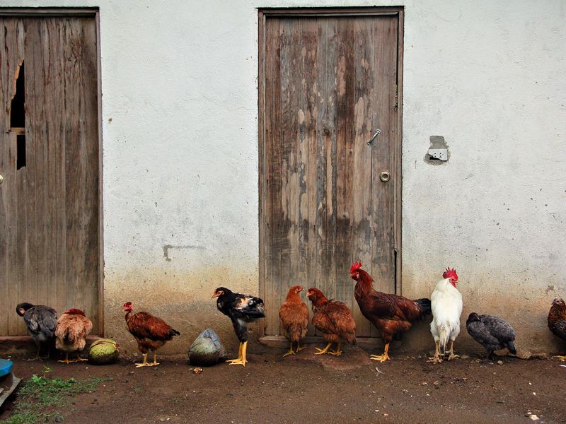 Chickens in Rainy Season | Smithsonian Photo Contest | Smithsonian Magazine