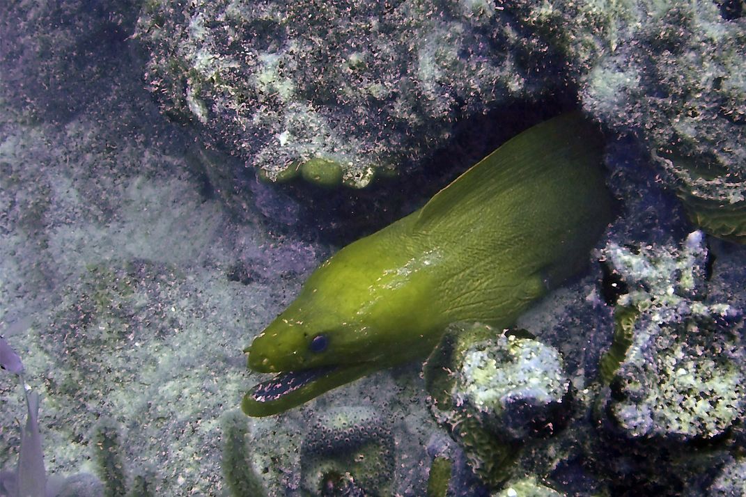 Eel at the bottom of the sea | Smithsonian Photo Contest | Smithsonian ...