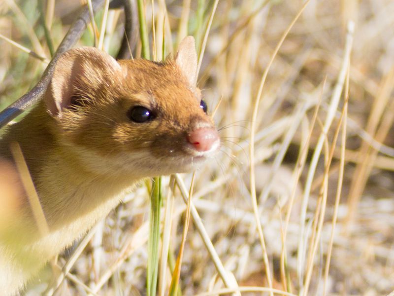 Bright Eyes Short Tailed Weasel | Smithsonian Photo Contest ...