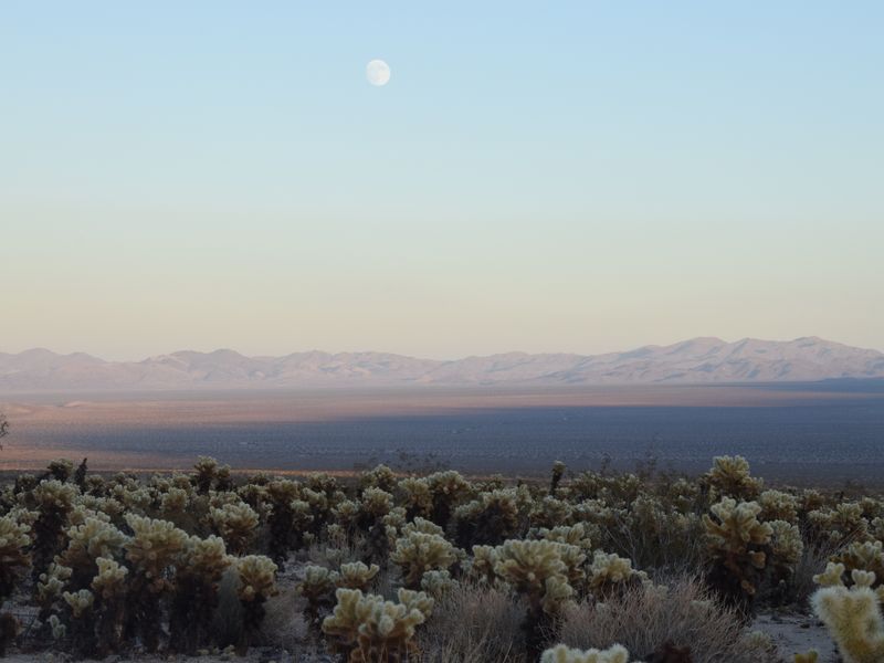 Full Moon in Joshua Tree National Park | Smithsonian Photo Contest ...