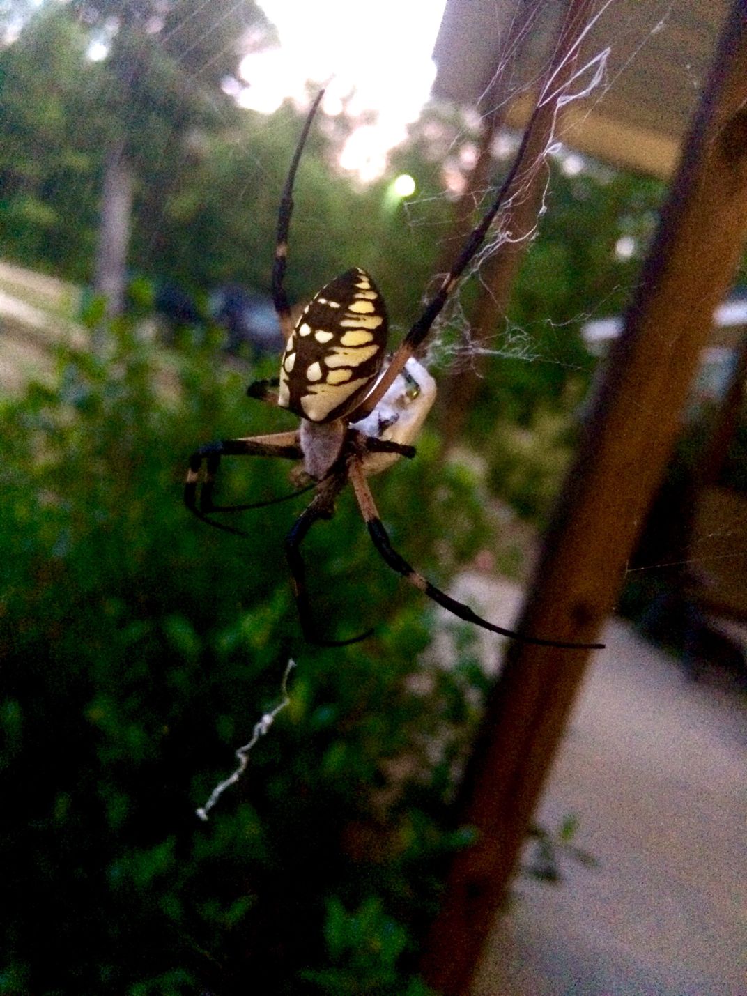 Writing Spider | Smithsonian Photo Contest | Smithsonian Magazine
