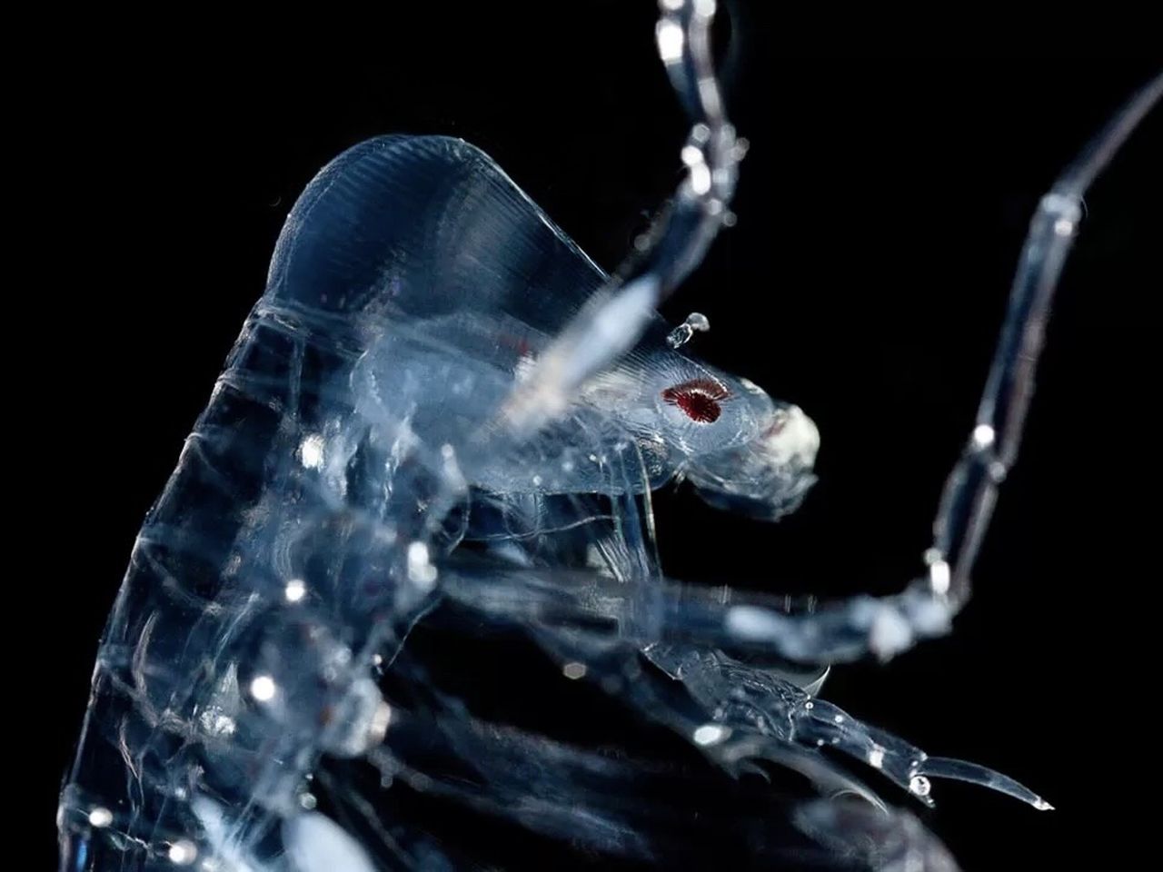 crystal amphipod