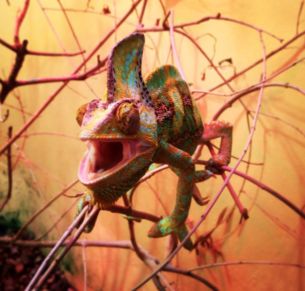 Chameleon poses for the camera at the national zoo in Washington DC ...