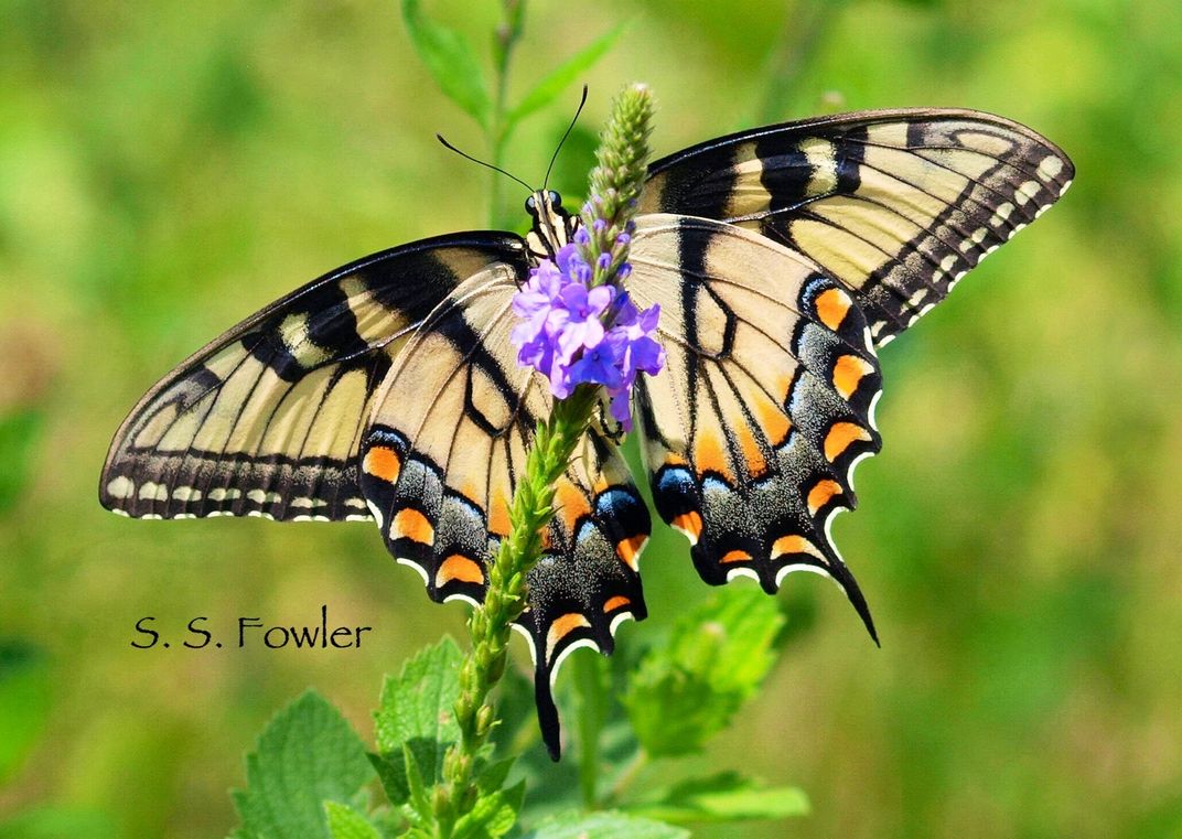 "Magnificent Underside!" Full underside veiw of a female Eastern Tiger ...