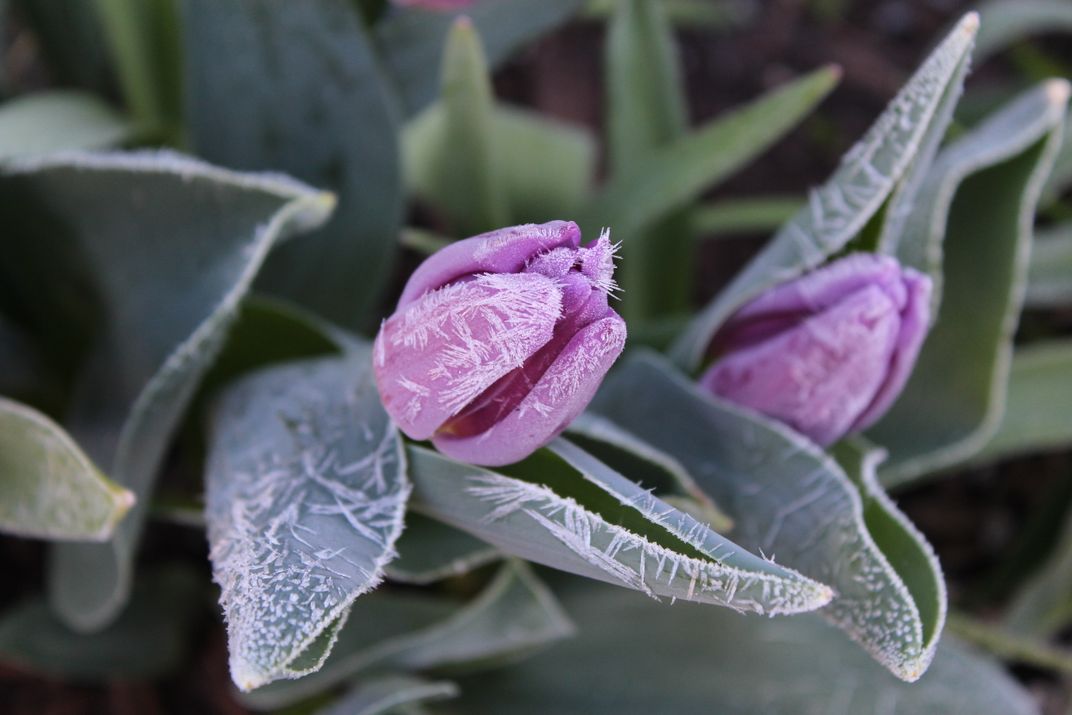 Frozen Tulip | Smithsonian Photo Contest | Smithsonian Magazine