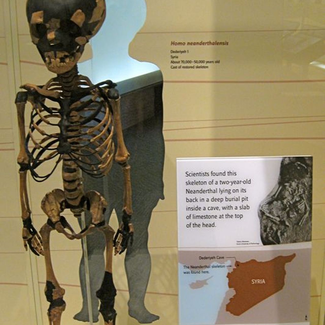 Homo Neanderthalensis Skeleton
